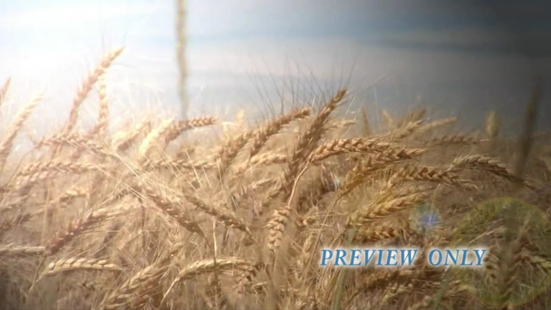 Wheat Field Motion Background | Videos2Worship Wheat Field Motion Background | Videos2Worship