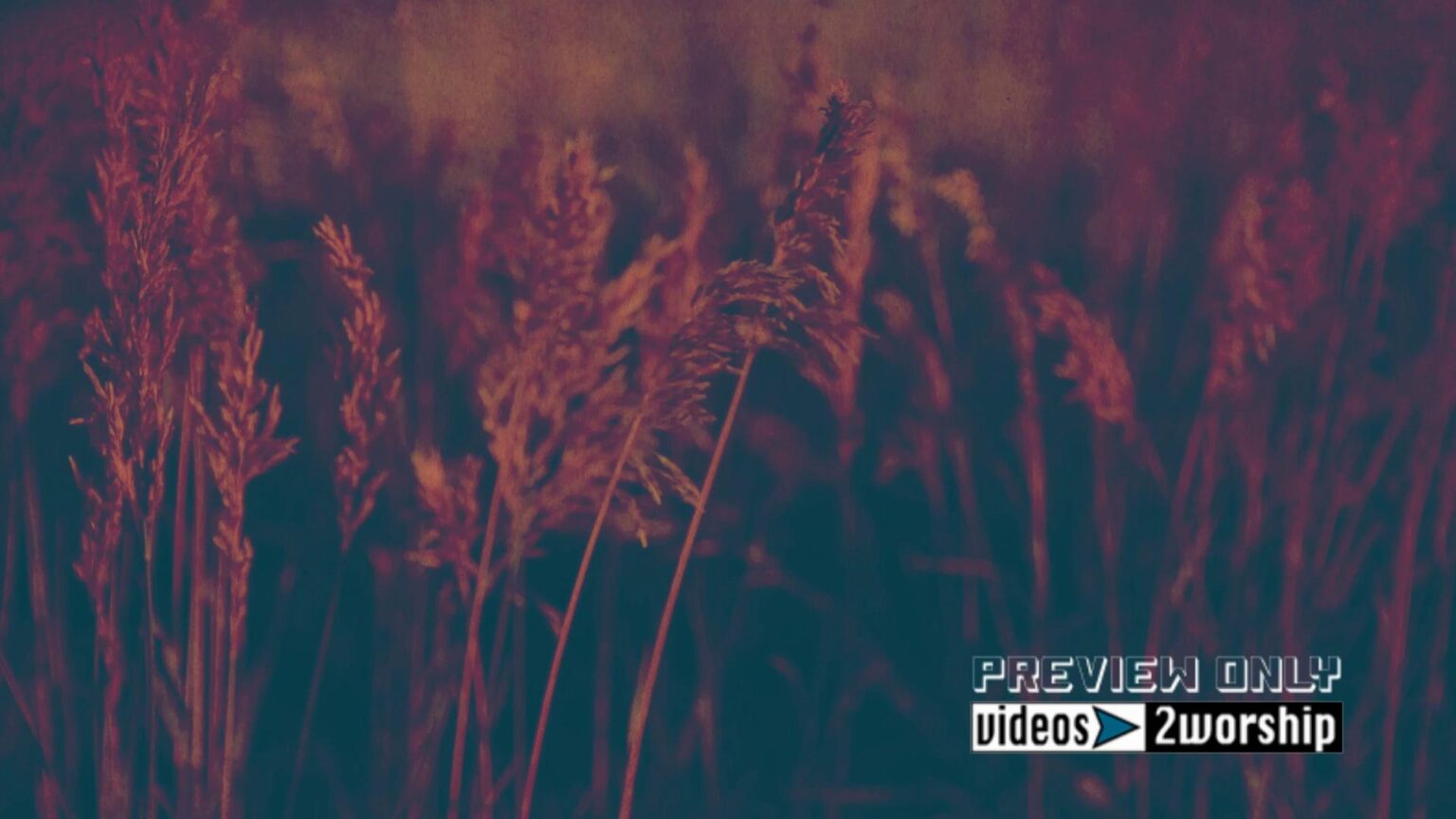 Summer Flowers Worship Background Propresenter | Videos2Worship